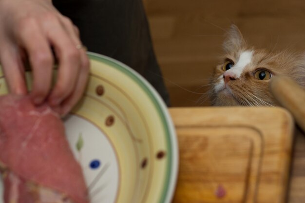How to Make Homemade Cat Food – Easy, Nutritious, and Cat-Approved ...