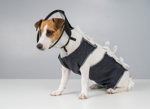 How Does A Dog Wear Pants?7 Steps for Putting Pants on A Puppy ...